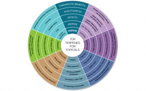 Terpenes: The Ultimate Guide To Understanding Terpenes - Utoya