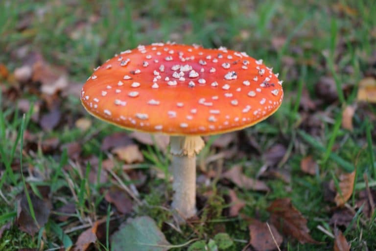 What Is Muscimol? Guide to Benefits, Risks, and Legality | Utoya