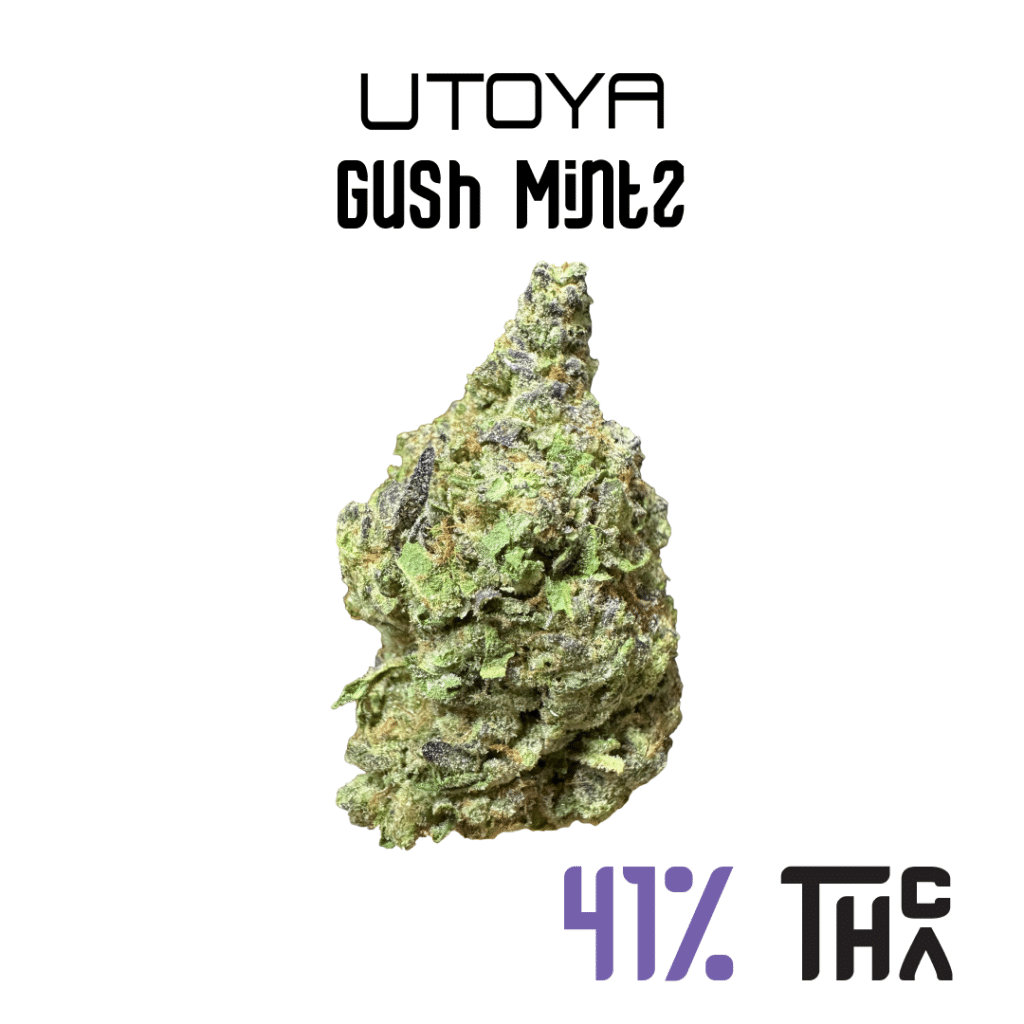 Gush Mintz THCA Flower 41% | Utoya's Premium Indoor Indica Gush Mintz THCA Flower 41% | Utoya's Premium Indoor Indica