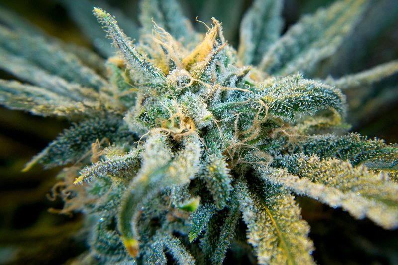 THCA Infused Flower | Utoya Organics | Buy Premium THCA